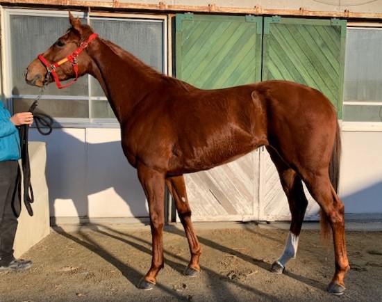 スカーレットベガ Scarlet Vega 牝 4歳 ※地方競馬 在籍 | サラブレッドオークション
