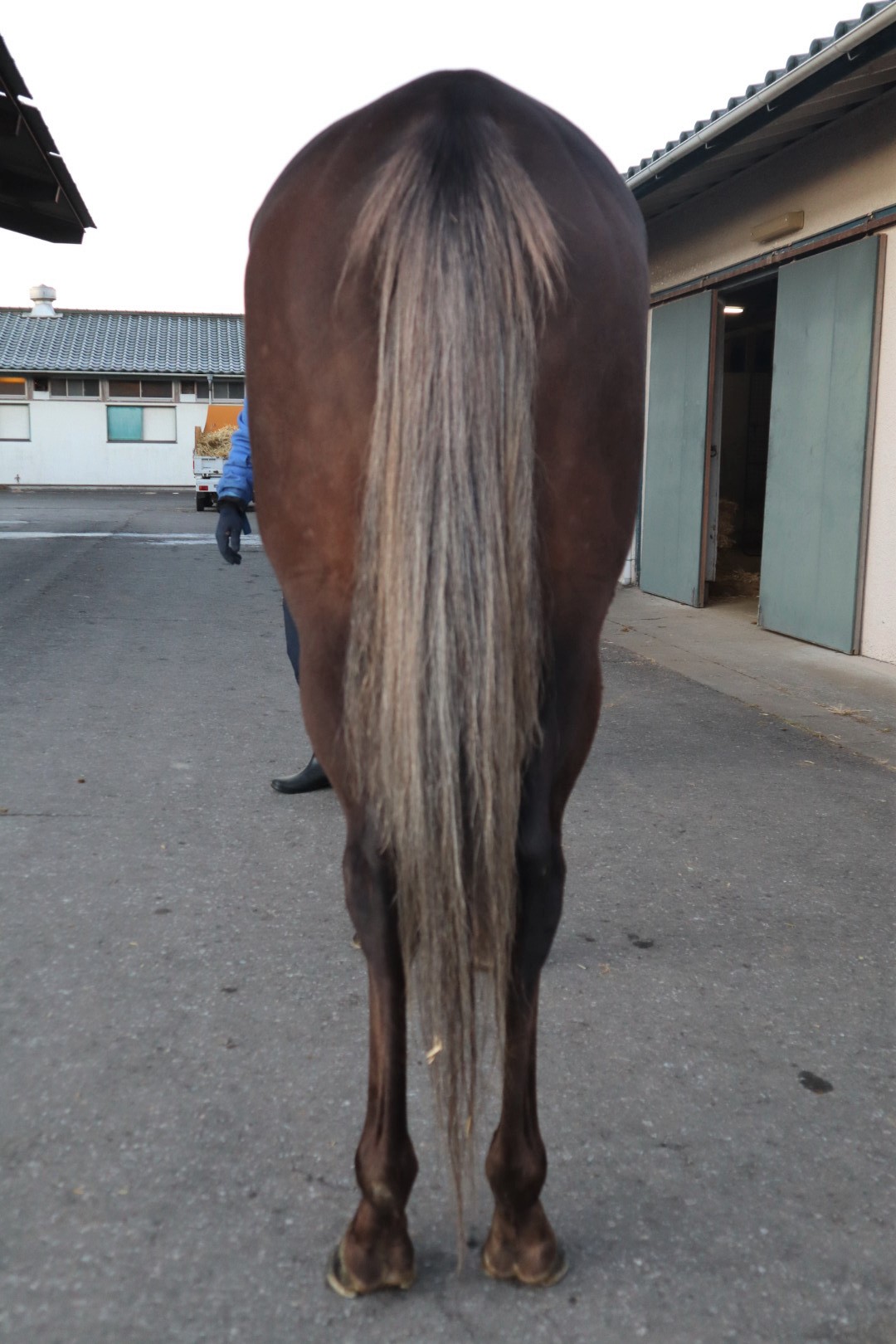 プレパレンセ Preparense 牝 5歳 ※地方競馬 在籍 | サラブレッドオークション