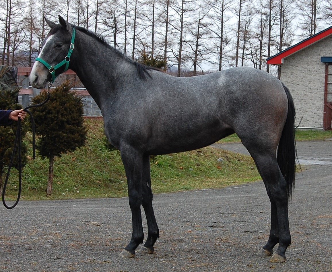 アルマエルモの17 Alma Elmo 17 牝 2歳 ※騎乗運動中の2歳馬 | サラブレッドオークション