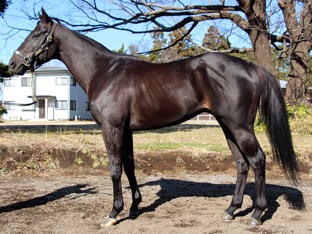 デストゥリエーレ Destriere 牡 4歳 ※中央競馬 登録抹消 | サラブレッドオークション