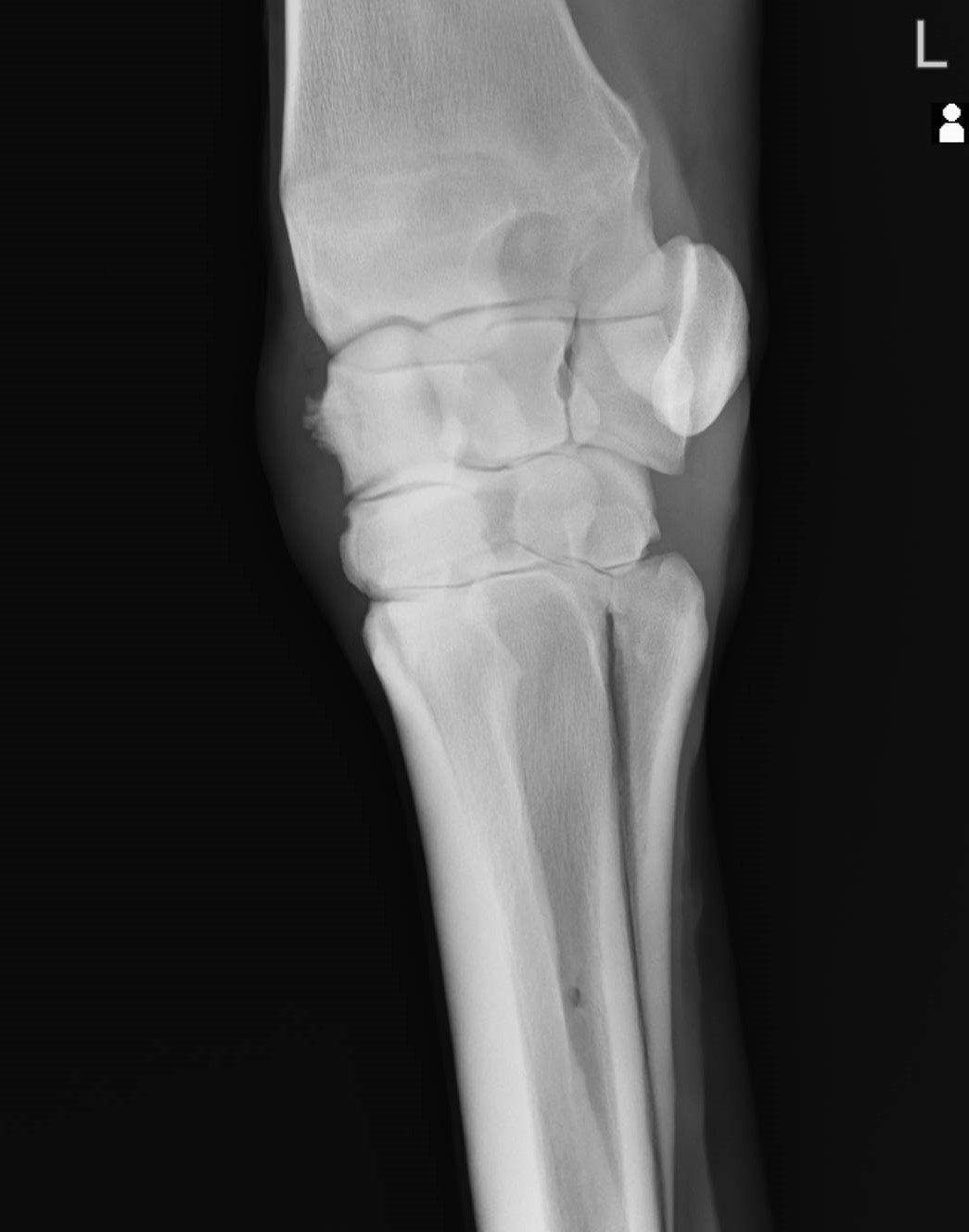 デストゥリエーレ Destriere 牡 4歳 ※中央競馬 登録抹消 | サラブレッドオークション