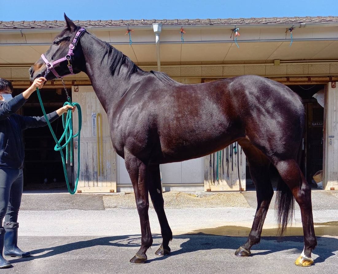 サンマルミヤビ Sammaru Miyabi 牝 6歳 ※地方競馬 在籍 | サラブレッドオークション