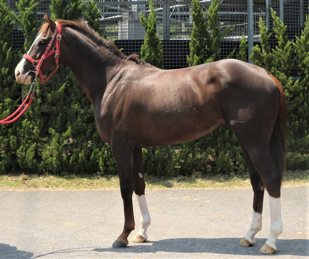 デルマオベロン Derma Oberon 牡 3歳 ※中央競馬 登録抹消 | サラブレッドオークション