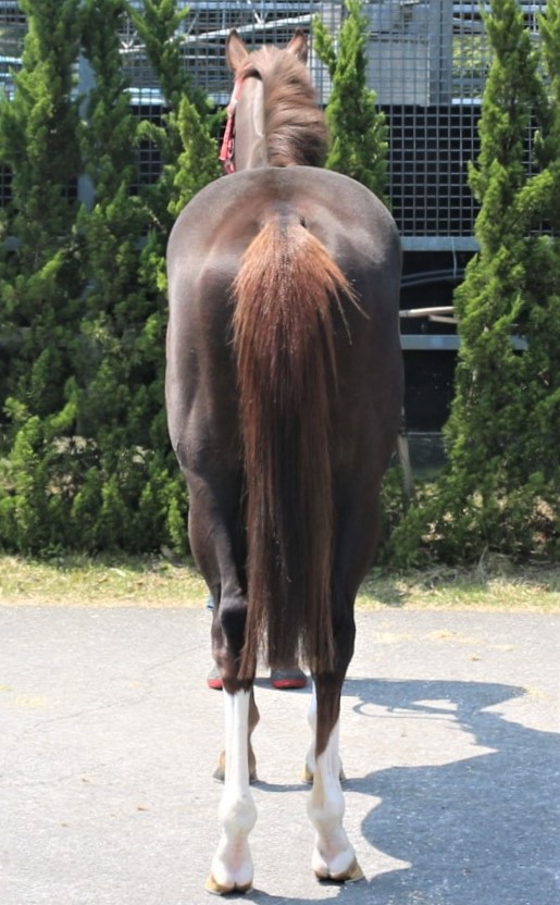 デルマオベロン Derma Oberon 牡 3歳 ※中央競馬 登録抹消 | サラブレッドオークション
