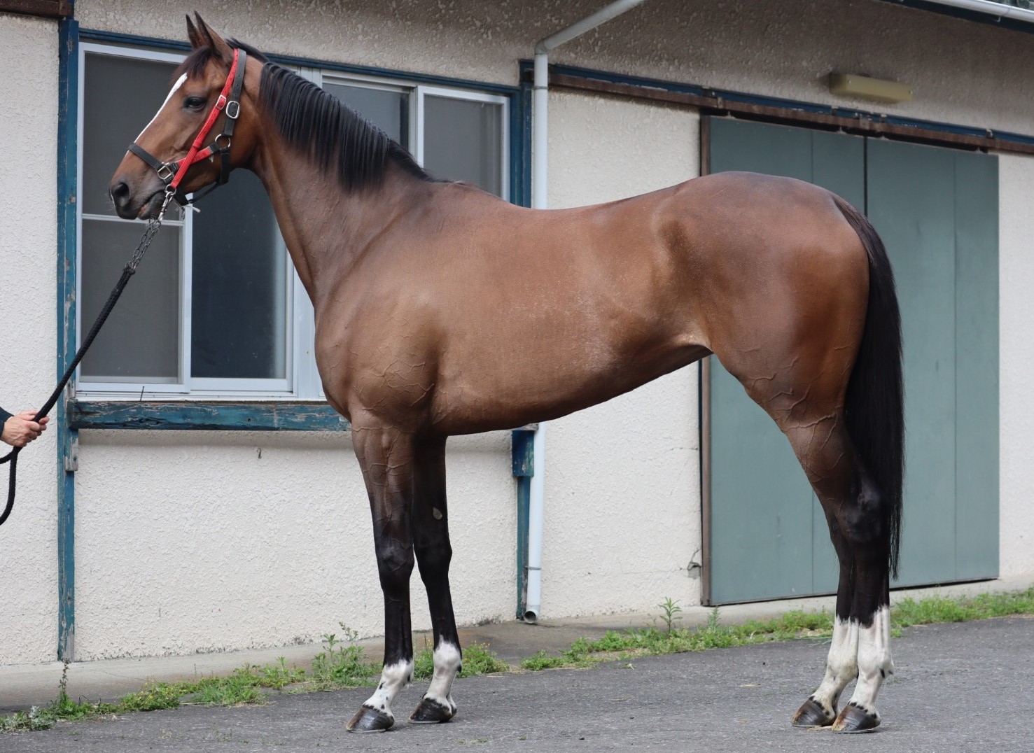 ノーブルフローラ Noble Flora 牝 3歳 ※中央競馬 登録抹消 | サラブレッドオークション