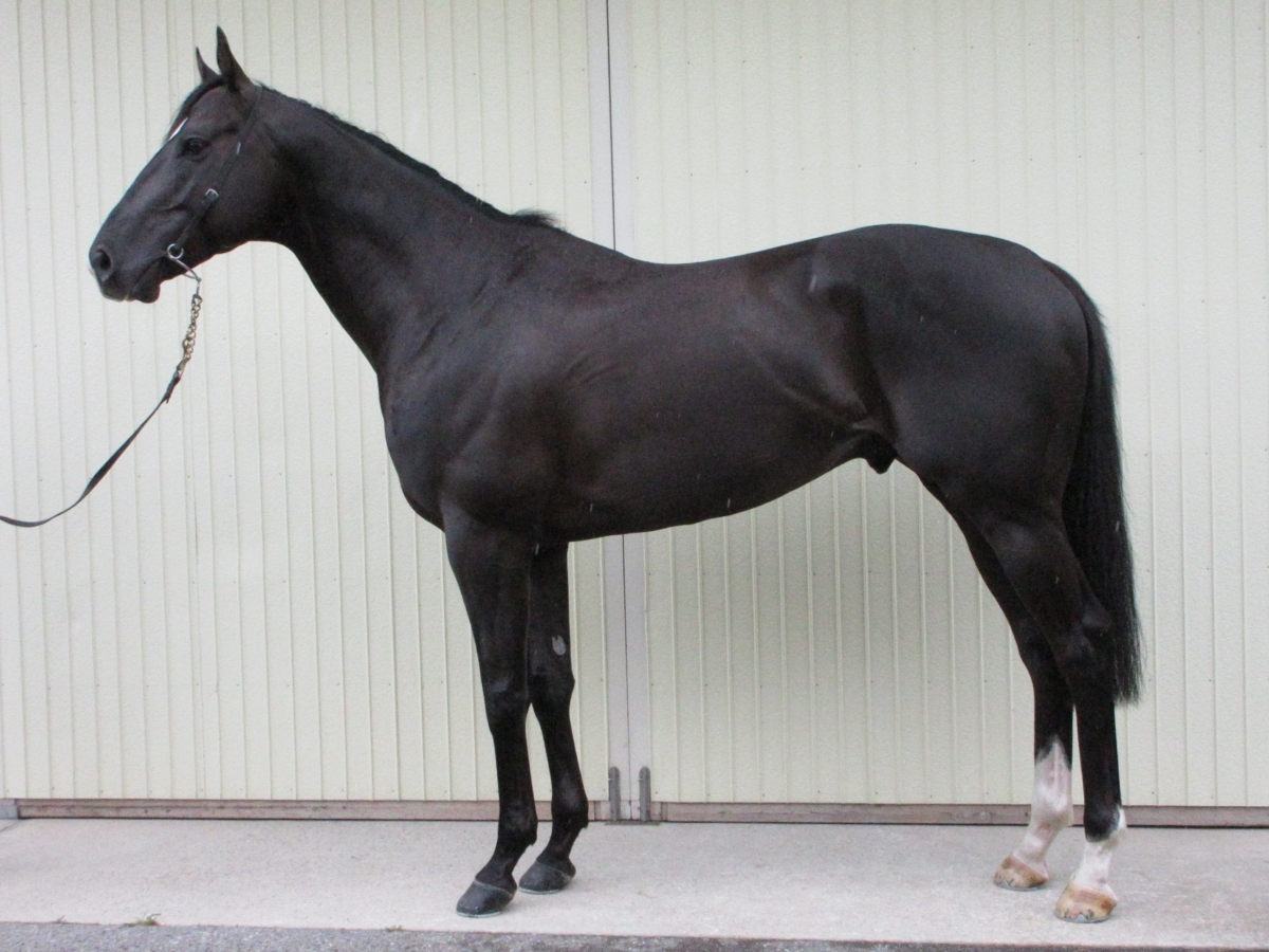 エルピド Elpid 牡 5歳 ※中央競馬 登録抹消 | サラブレッドオークション