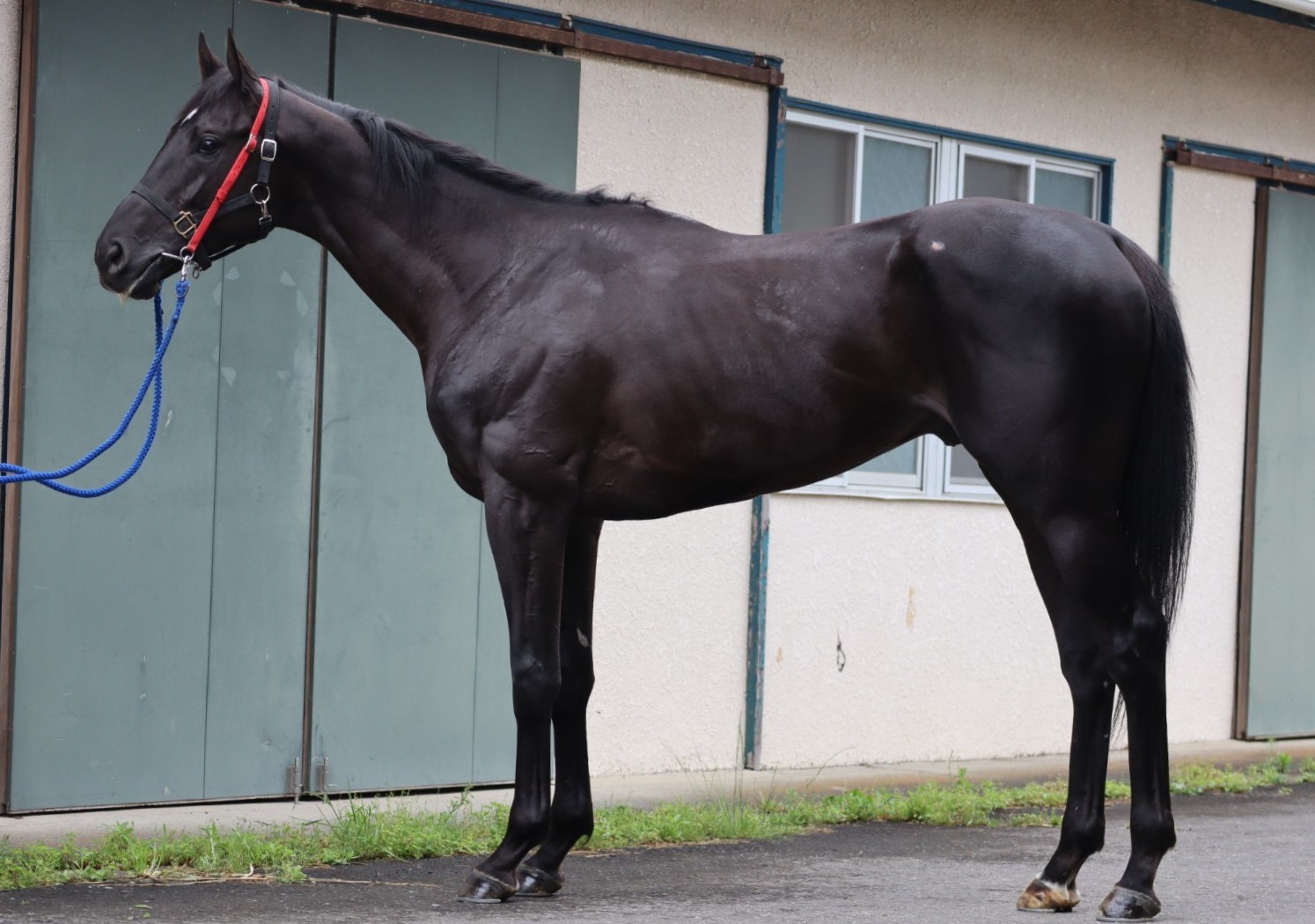 キールカーディナル Kir Cardinal 牡 3歳 ※中央競馬 登録抹消 | サラブレッドオークション