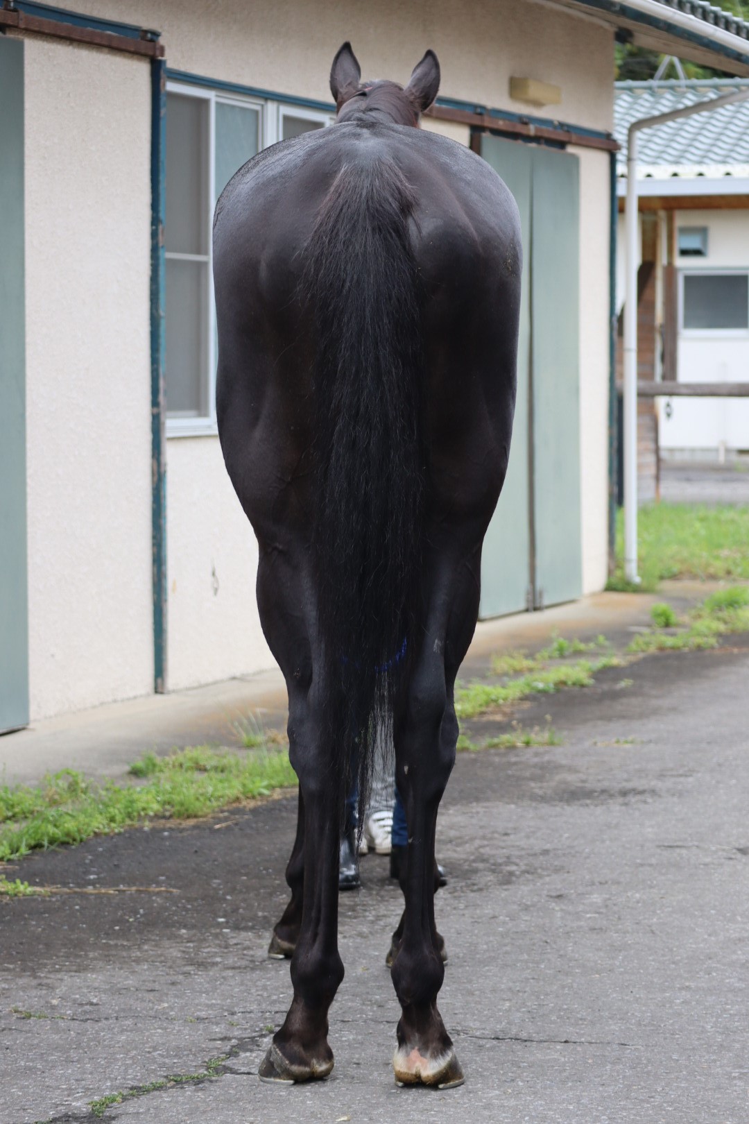 キールカーディナル Kir Cardinal 牡 3歳 ※中央競馬 登録抹消 | サラブレッドオークション