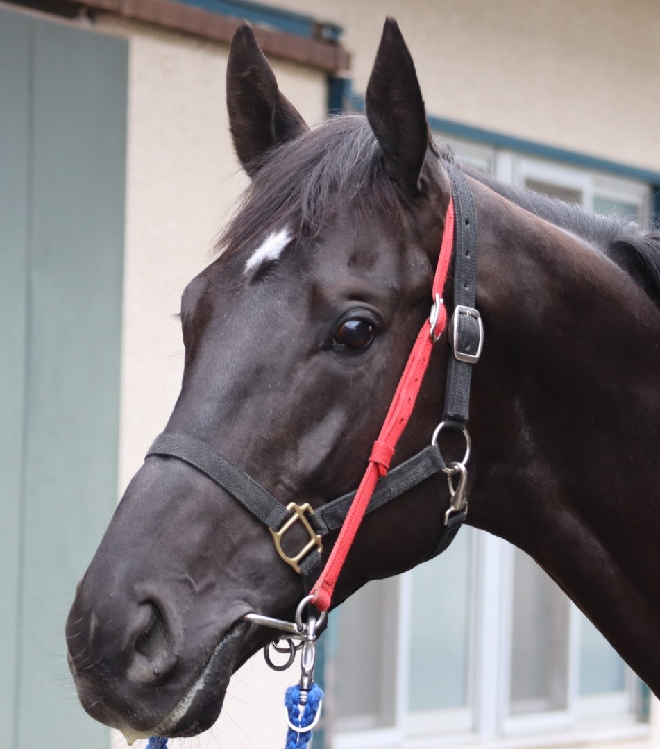 キールカーディナル Kir Cardinal 牡 3歳 ※中央競馬 登録抹消 | サラブレッドオークション