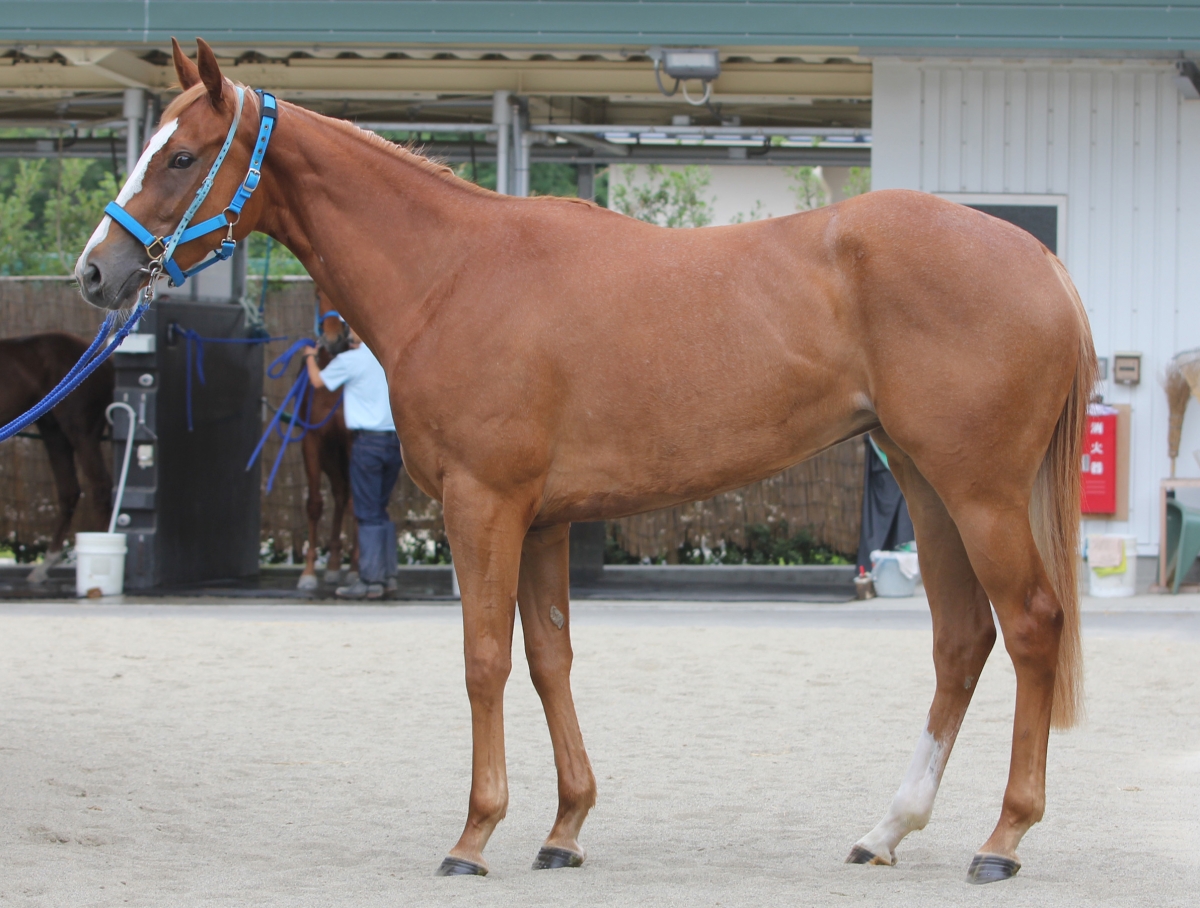 キンパツムスメ Kimpatsu Musume 牝 3歳 ※中央競馬 登録抹消 | サラブレッドオークション