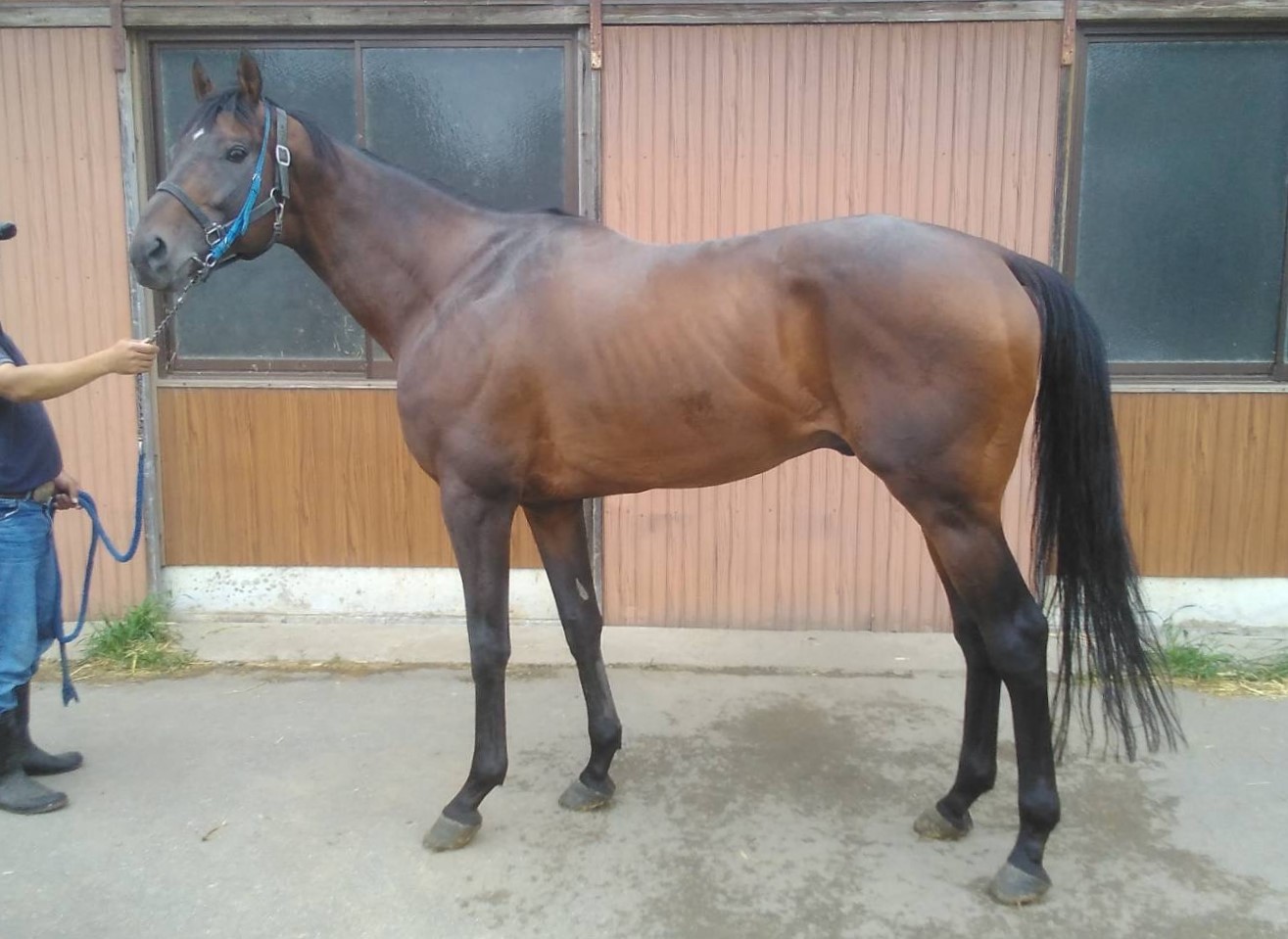 サンマルエンパイア Sammaru Empire 牡 8歳 ※中央競馬 登録抹消 | サラブレッドオークション