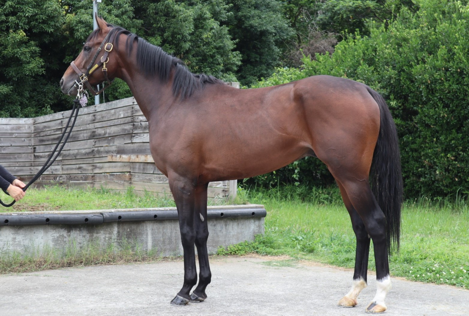 スパイラルライズ Spiral Rise 牡 3歳 ※中央競馬 登録抹消 | サラブレッドオークション