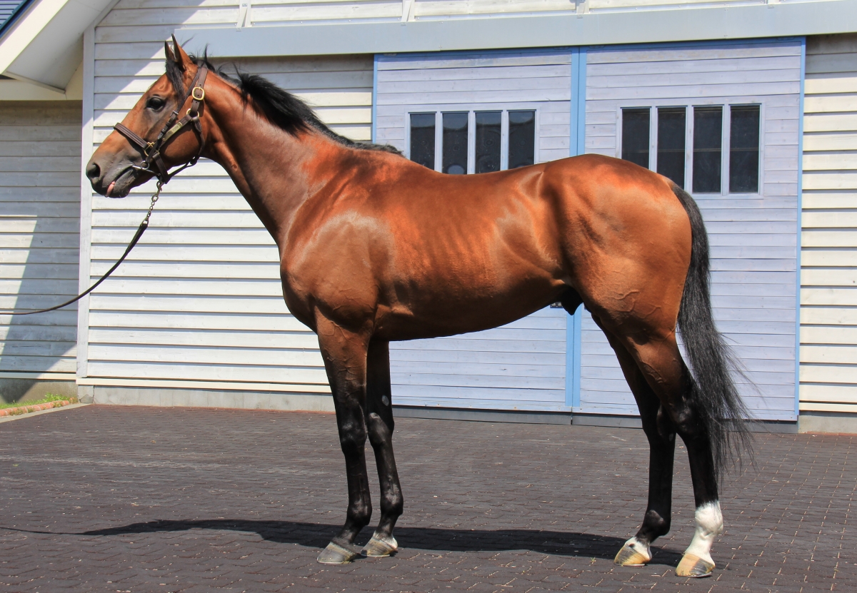 テンペスタージ Tempestade 牡 4歳 ※中央競馬 登録抹消 | サラブレッドオークション