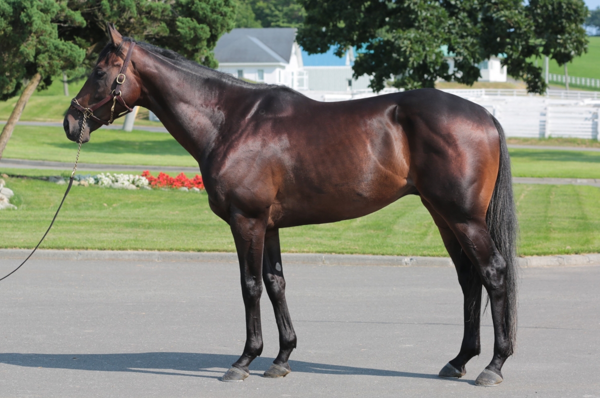 ウインパーチェ Win Pace 牡 3歳 ※中央競馬 登録抹消 | サラブレッドオークション