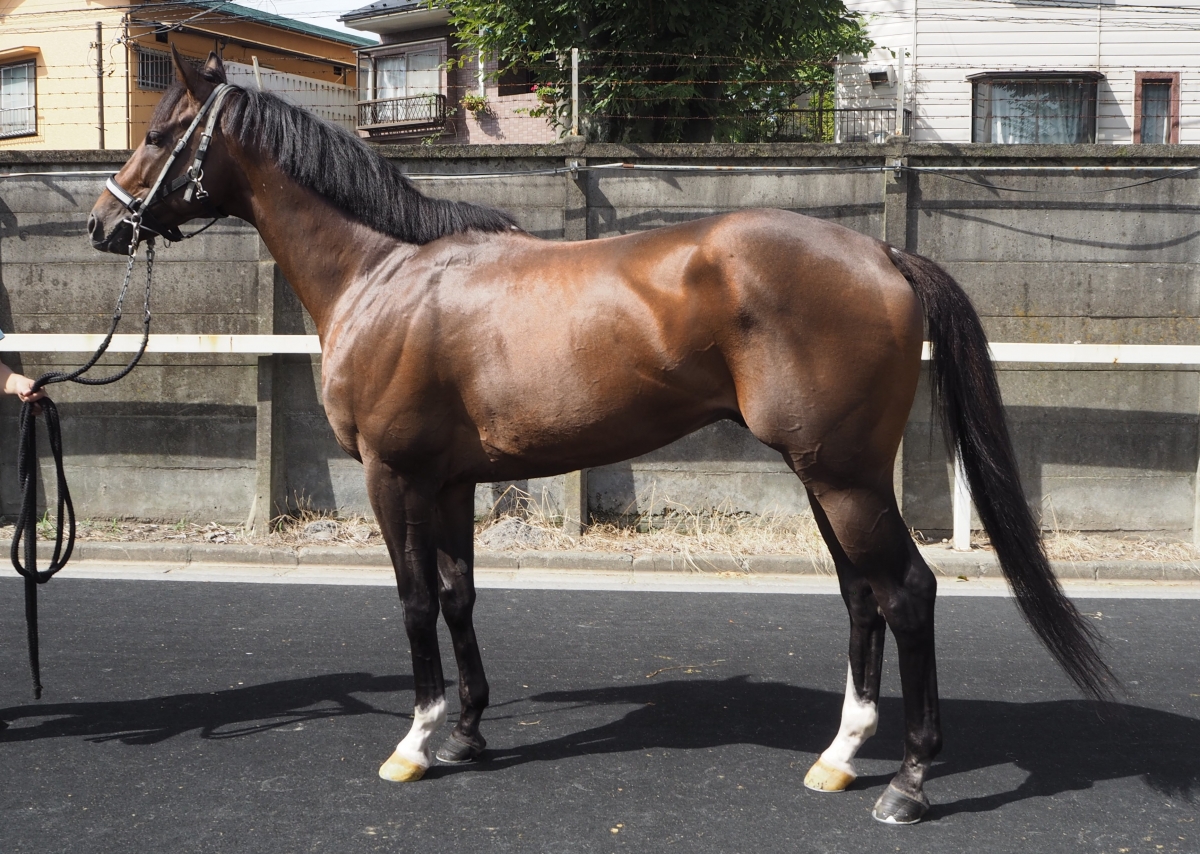 アルディバイン Aldhibain 牡 7歳 ※地方競馬 在籍 | サラブレッドオークション