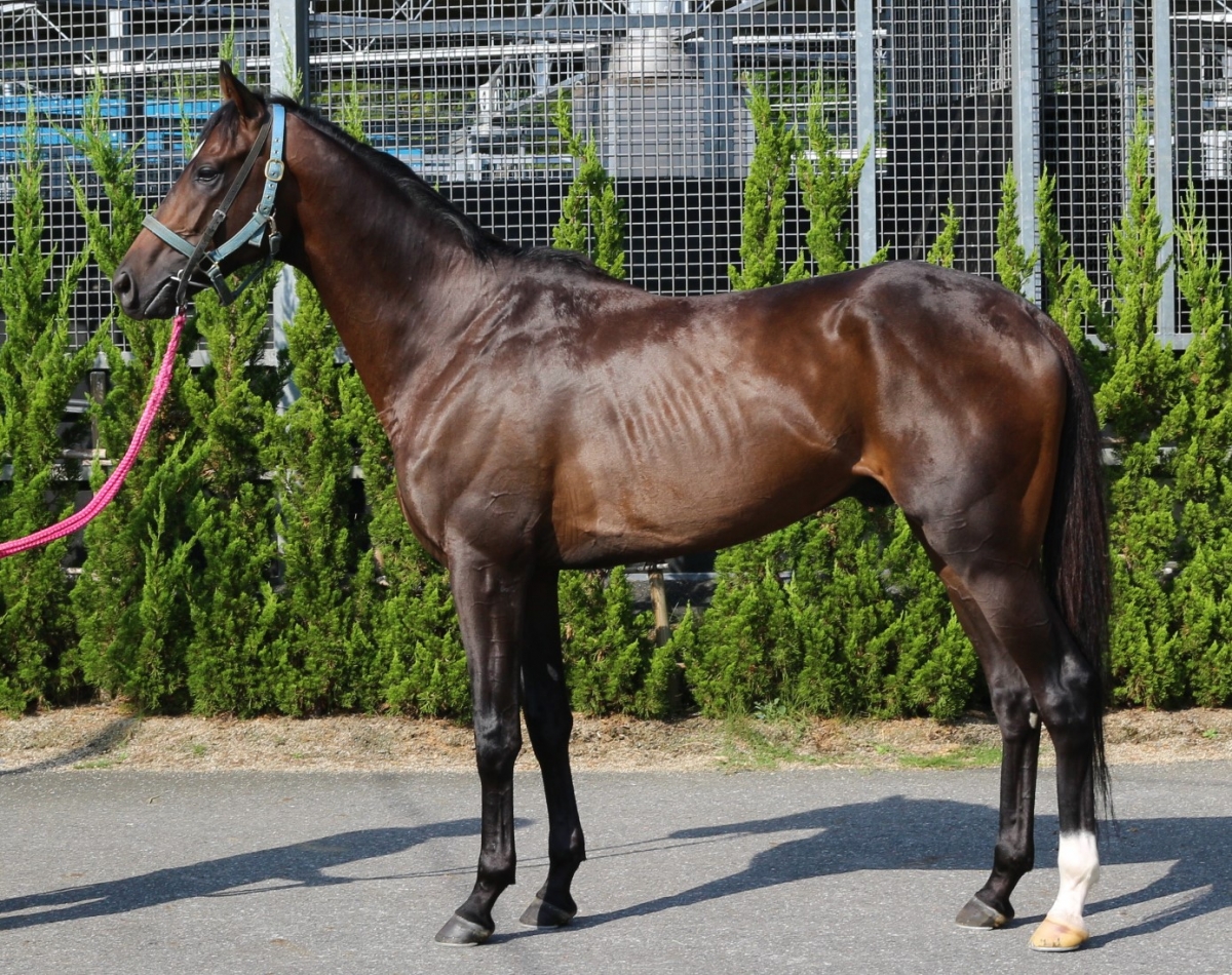 ピエナファリア Piena Falla 牡 3歳 ※中央競馬 登録抹消 | サラブレッドオークション
