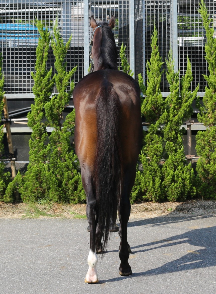 ピエナファリア Piena Falla 牡 3歳 ※中央競馬 登録抹消 | サラブレッドオークション