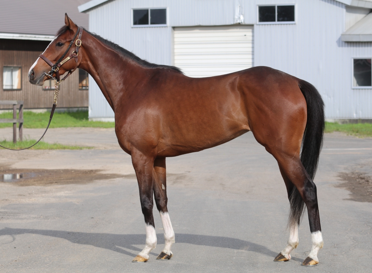 レッドプリモ Red Primo 牝 3歳 ※中央競馬 登録抹消 | サラブレッドオークション