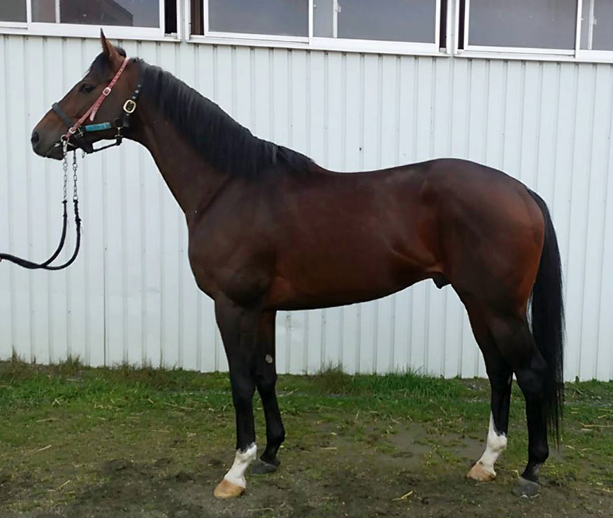 アルディバイン Aldhibain 牡 6歳 ※地方競馬 在籍 | サラブレッドオークション