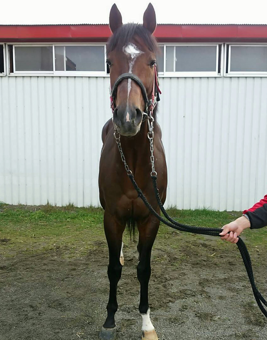 アルディバイン Aldhibain 牡 6歳 ※地方競馬 在籍 | サラブレッドオークション