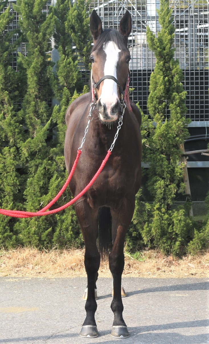 ストーリーテラー Storyteller 牝 3歳 ※中央競馬 登録抹消 | サラブレッドオークション