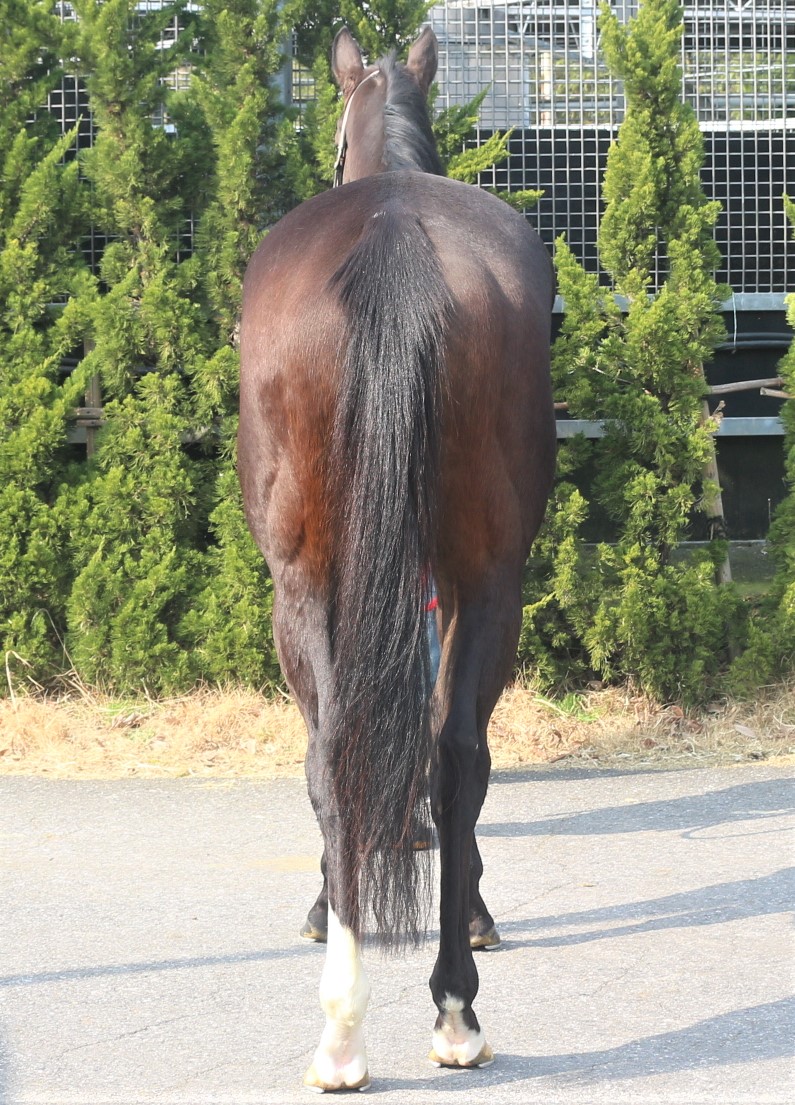 ストーリーテラー Storyteller 牝 3歳 ※中央競馬 登録抹消 | サラブレッドオークション