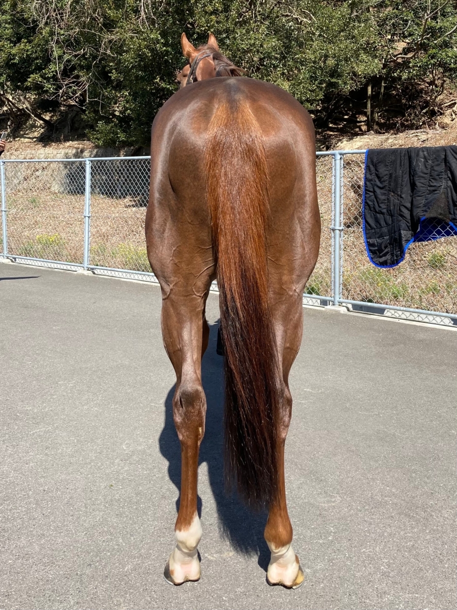 マヒオレ Mahiole 牡 5歳 ※地方競馬 在籍 | サラブレッドオークション