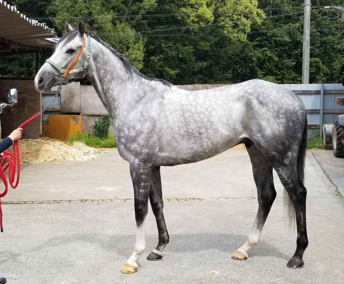 エコロエース Ecoro Ace 牡 4歳 ※地方競馬 在籍 | サラブレッドオークション