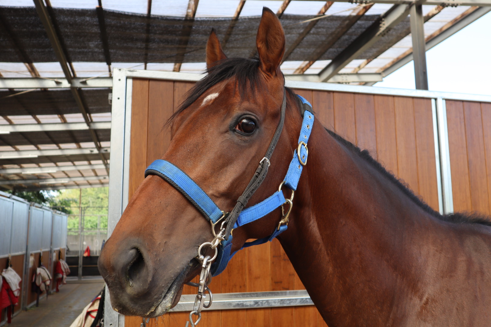 ビターモンスター Bitter Monster 牡 3歳 ※中央競馬 登録抹消 | サラブレッドオークション