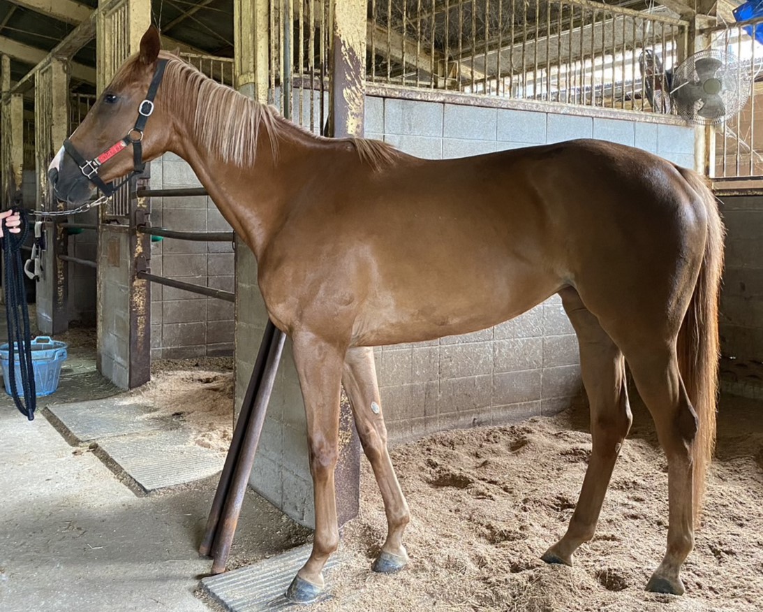 ヴェローチェ 牝3歳 ※地方競馬 在籍 | サラブレッドオークション ヴェローチェ 牝3歳 ※地方競馬 在籍 | サラブレッドオークション
