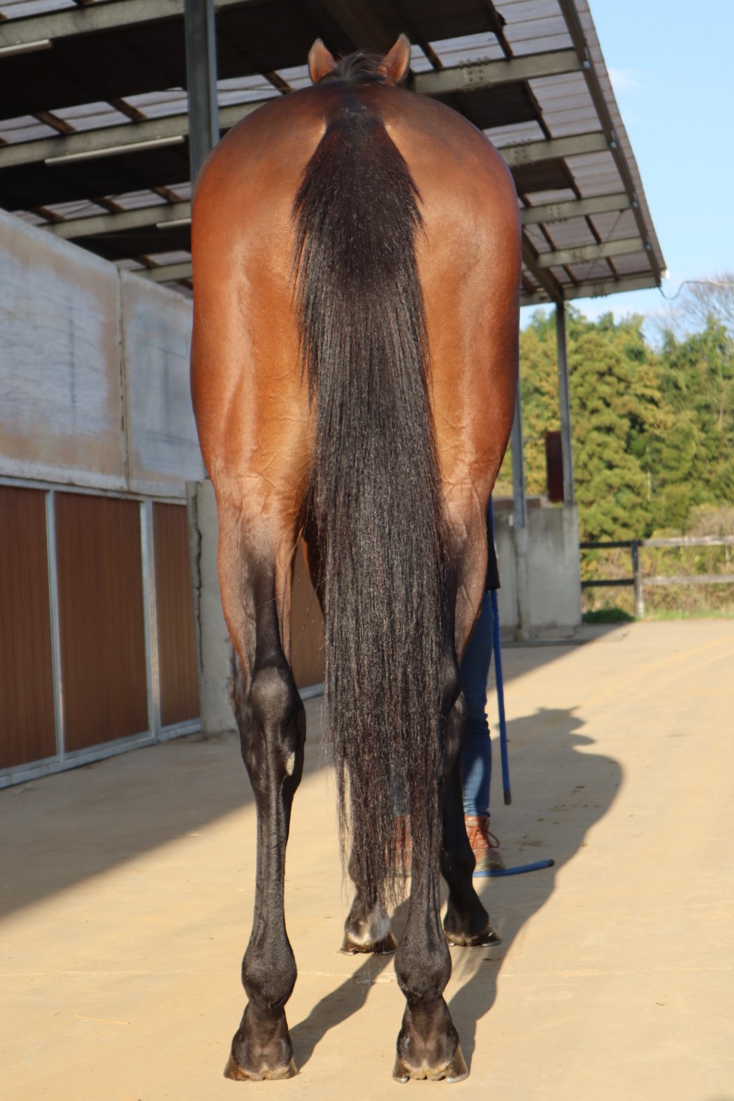 ベアサクシード 牡2歳 ※中央競馬 登録抹消 | サラブレッド ベアサクシード 牡2歳 ※中央競馬 登録抹消 | サラブレッド