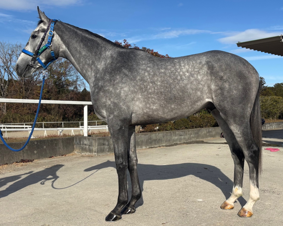 コスモギオン 牡2歳 ※中央競馬 登録抹消 | サラブレッドオークション