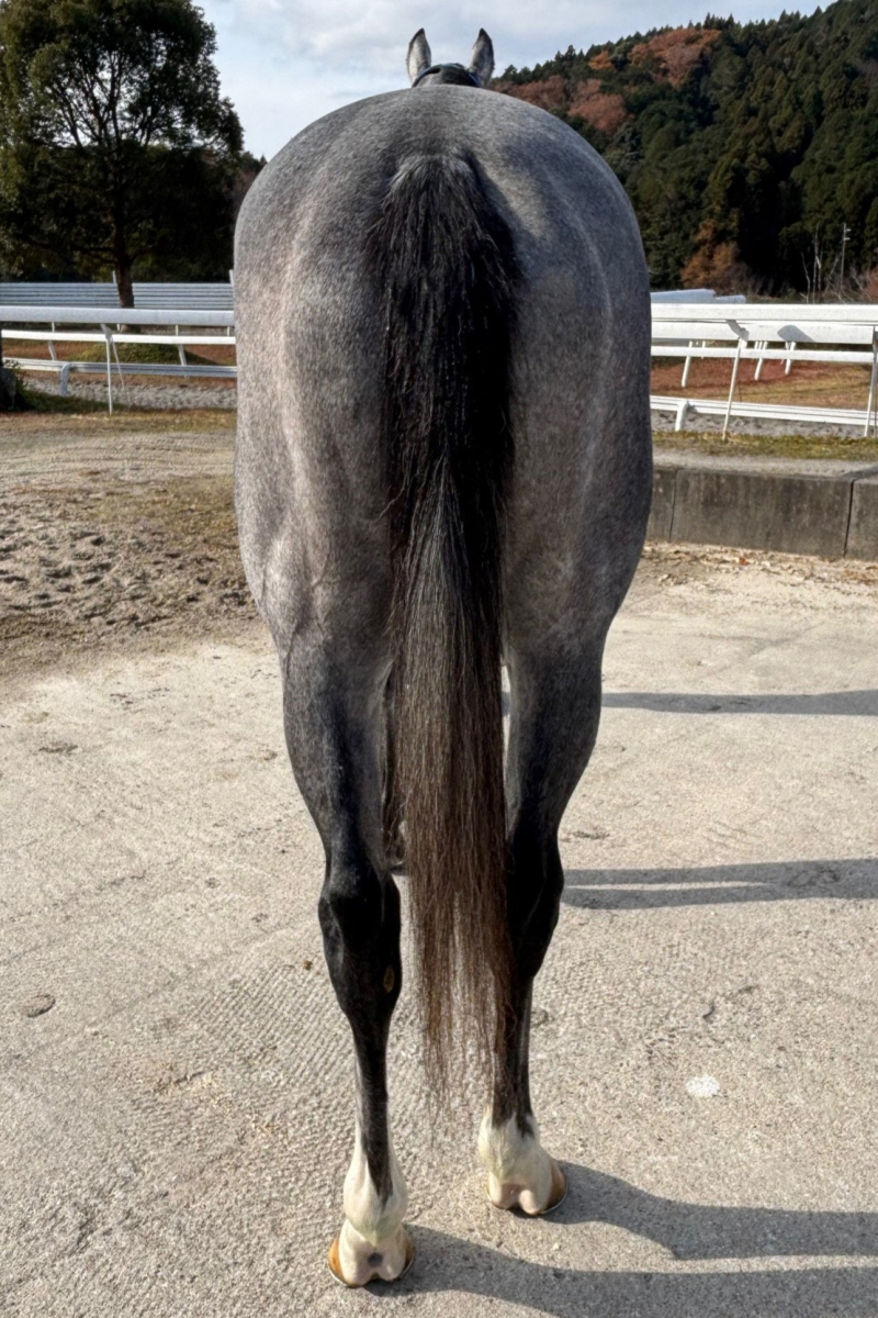 コスモギオン 牡2歳 ※中央競馬 登録抹消 | サラブレッドオークション