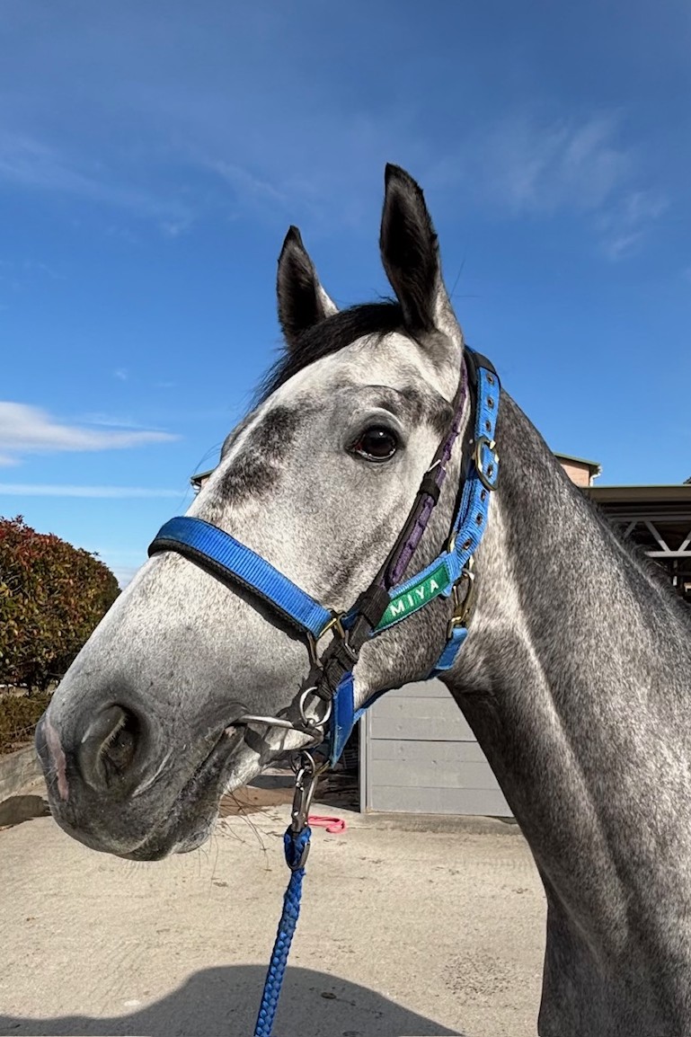 コスモギオン 牡2歳 ※中央競馬 登録抹消 | サラブレッドオークション