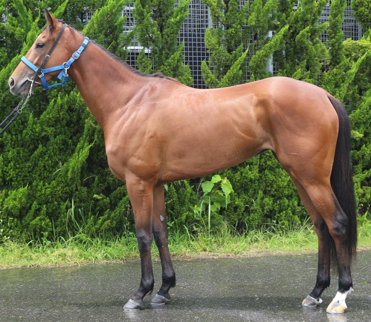 ナムラソラン 牝3歳 ※中央競馬 登録抹消 | サラブレッドオークション