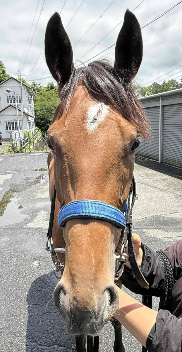 ナムラソラン 牝3歳 ※中央競馬 登録抹消 | サラブレッドオークション